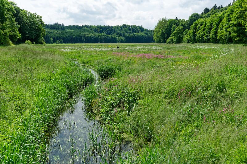 Stream in a Meadow with Meadow Flowers at the Edge of the Forest, Lone ...