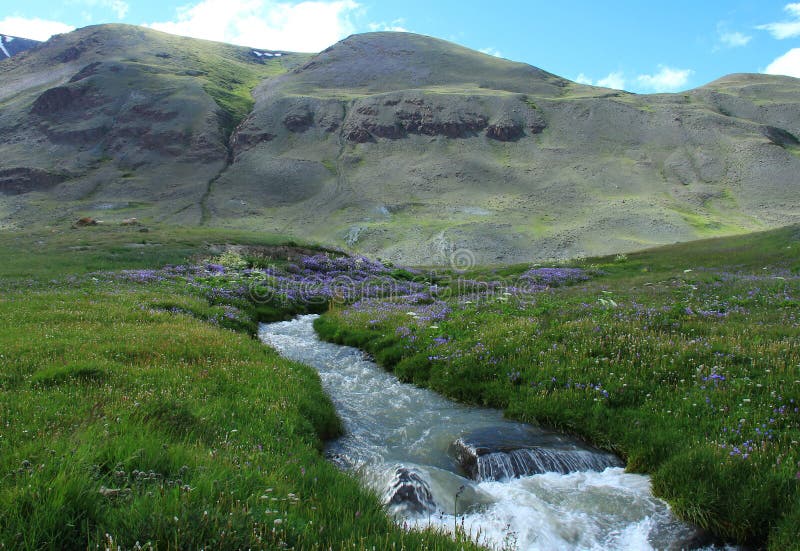 A Stream in a Meadow with Grass and Purple Flowers Against the Backdrop ...