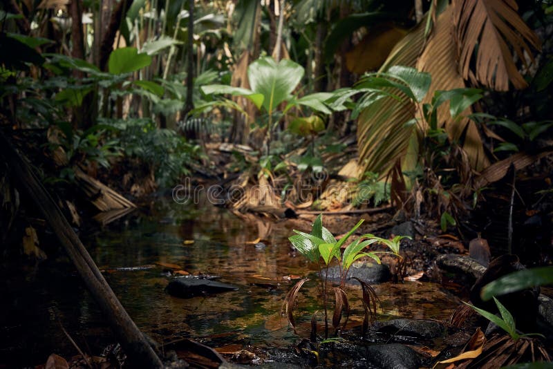 Stream in the Middle of Jungle Stock Photo - Image of idyllic, middle ...