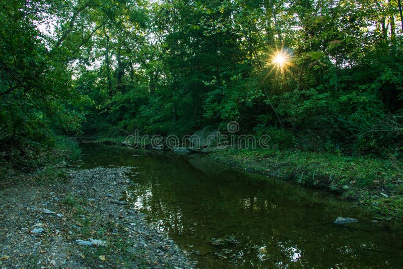 Stream in the morning stock image. Image of rainforest - 77743743