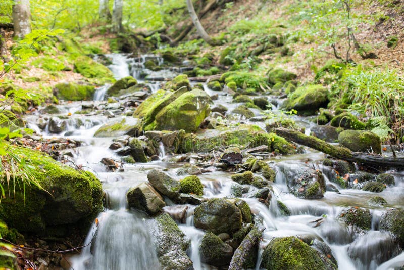 Stream in a Mountain Forest. Stock Photo - Image of environment ...