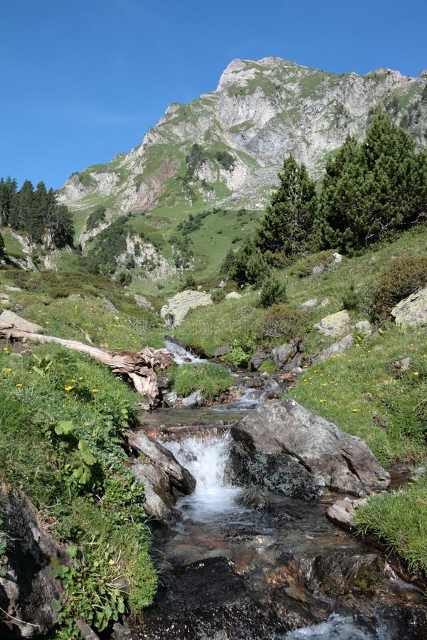 Forest stream stock photo. Image of creek, lichen, rock - 19529546