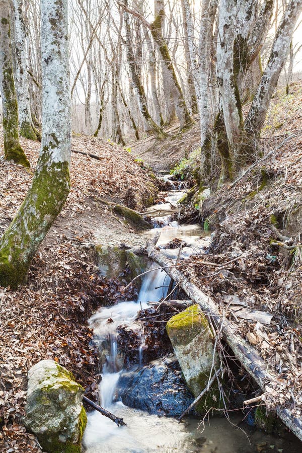 Stream in Mountain Woods in Spring Stock Image - Image of scenic ...