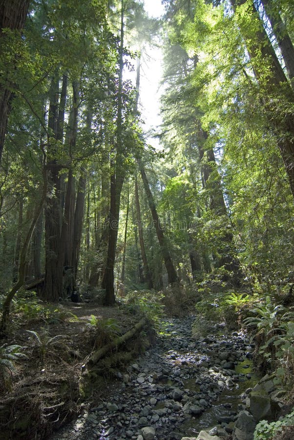 Muir Woods National Monument Stock Image - Image of monument, coastal ...