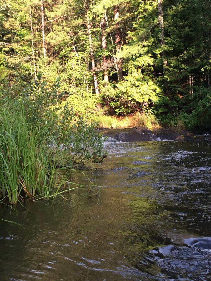 Stream through a Northern Wisconsin Forest Stock Photo - Image of ...