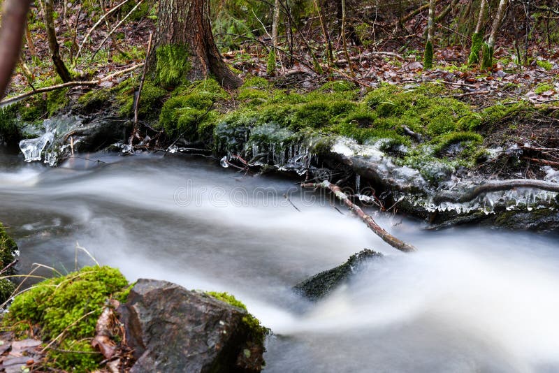 Stream through Old Forest in Winter Stock Photo - Image of kimitoon ...