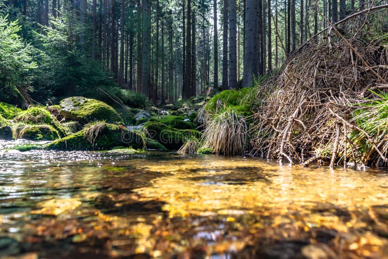 Stream in the Pine Forest on Black Forest Mountain. Stock Photo - Image ...