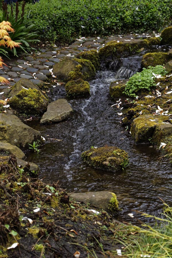 Stream and Plants in Spring Stock Photo - Image of park, vertical: 92198102