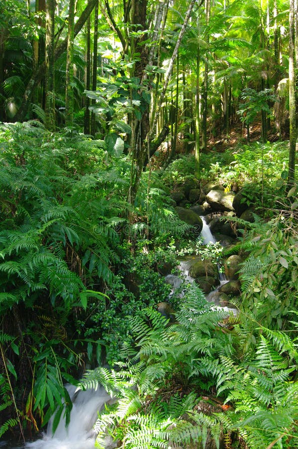 Stream in a rain forest stock photo. Image of stream - 92958604
