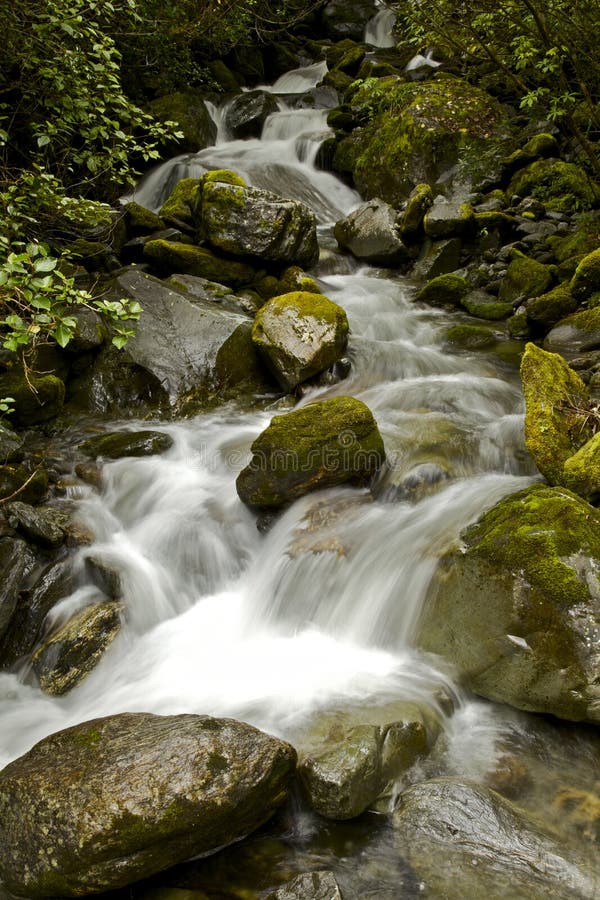 Stream in the rainforest stock photo. Image of flowing - 28204656