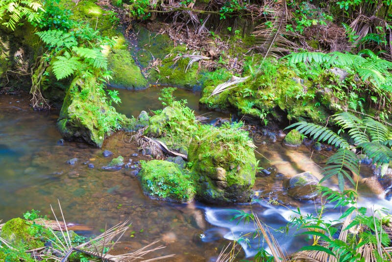 Stream in the rainforest stock photo. Image of fern, leaves - 53666620