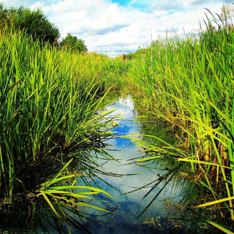 Stream in the reeds stock photo. Image of lovely, natural - 75458402