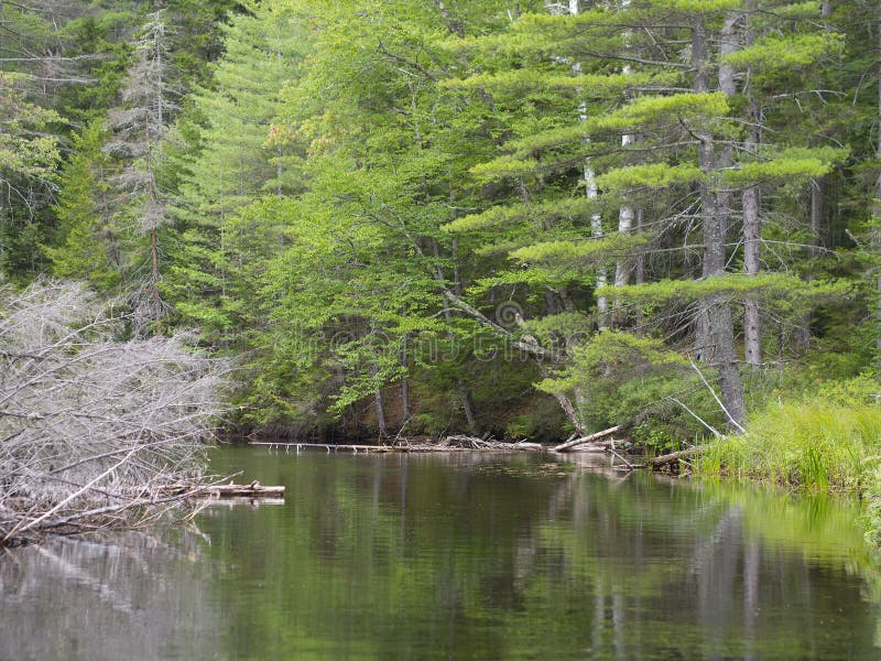 Stream with Reflection stock photo. Image of foliage - 64340622