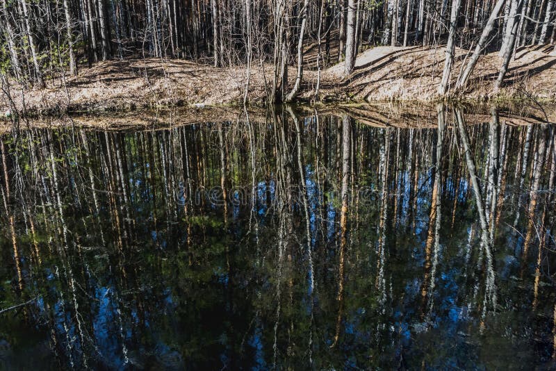 A Stream with Reflections Trees and Blue Sky in Spring in Pines and ...