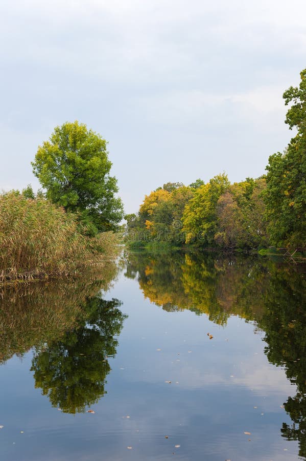 Stream River Around Green Trees and Cane Stock Image - Image of pond ...