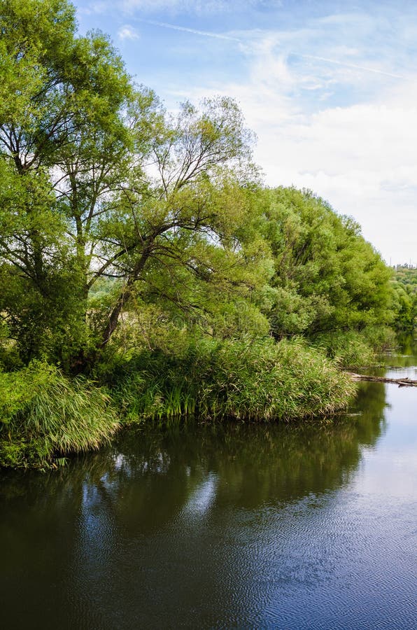 Stream River Around Green Trees and Cane. Ripple Water Stock Photo ...