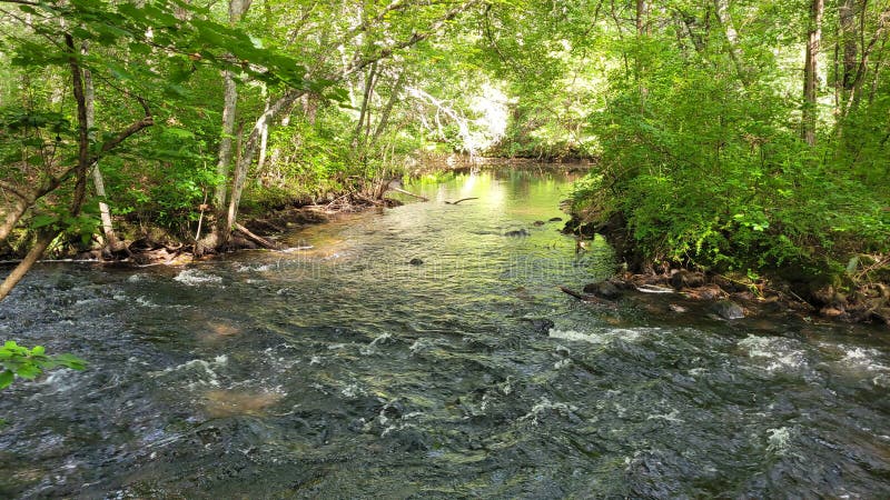 Stream River Creeks Converging Flowing Together through Summer Green ...