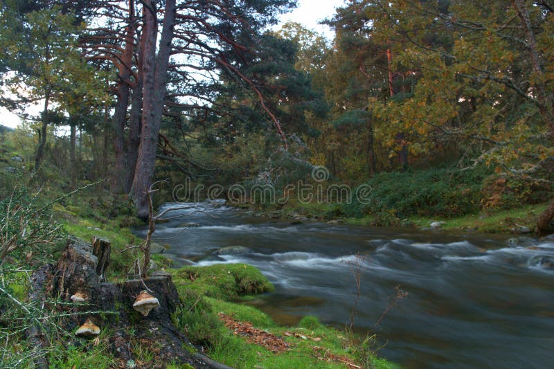 Stream River Environment Nature Cascade Scene Forest Water Landscape ...