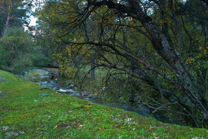 Stream, River, Environment, Nature, Cascade, Scene, Forest, Water ...