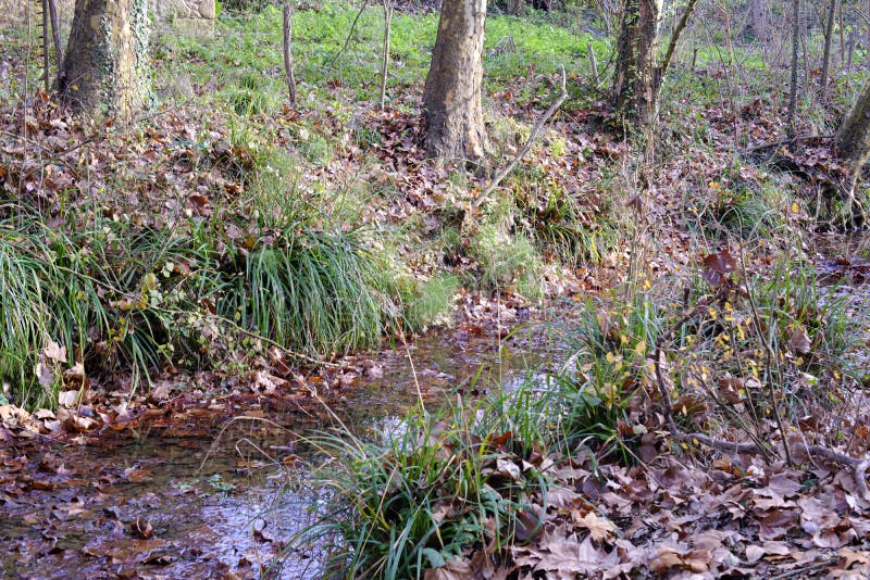 Stream River Flowing through a Forest Ground Covered by Autumn Leaves ...