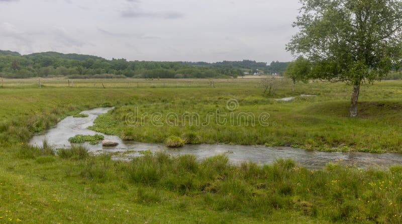 Stream in Rold Skov Forest stock image. Image of tree - 260892679