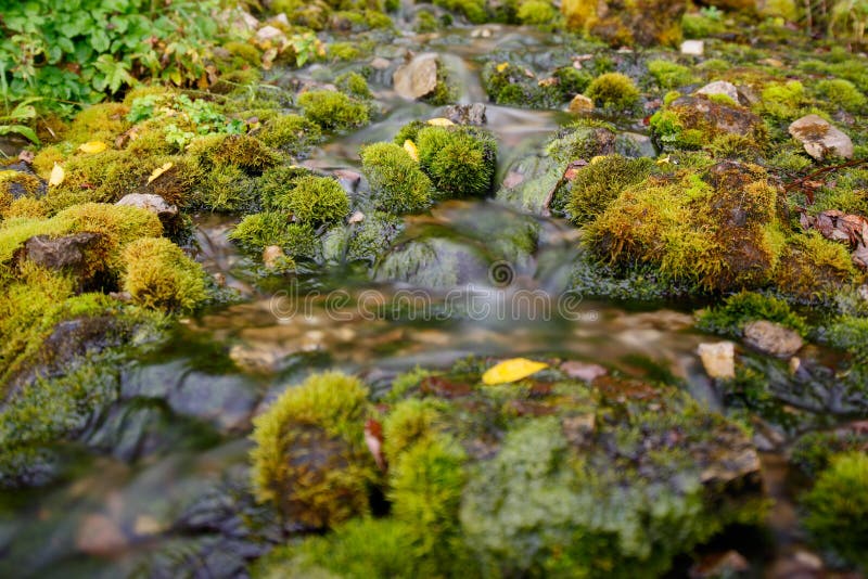 A Stream Running Amid Stones and Moss Stock Image - Image of autumn ...