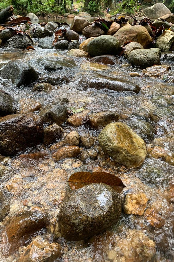 Stream Running Fast in Summer Green Forest Stock Photo - Image of light ...