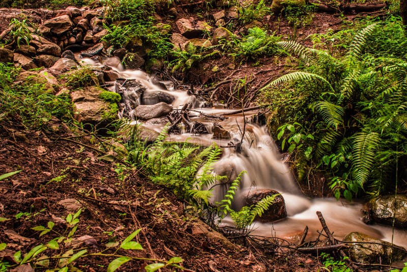 Stream Running through the Forrest Stock Photo - Image of water, forest ...