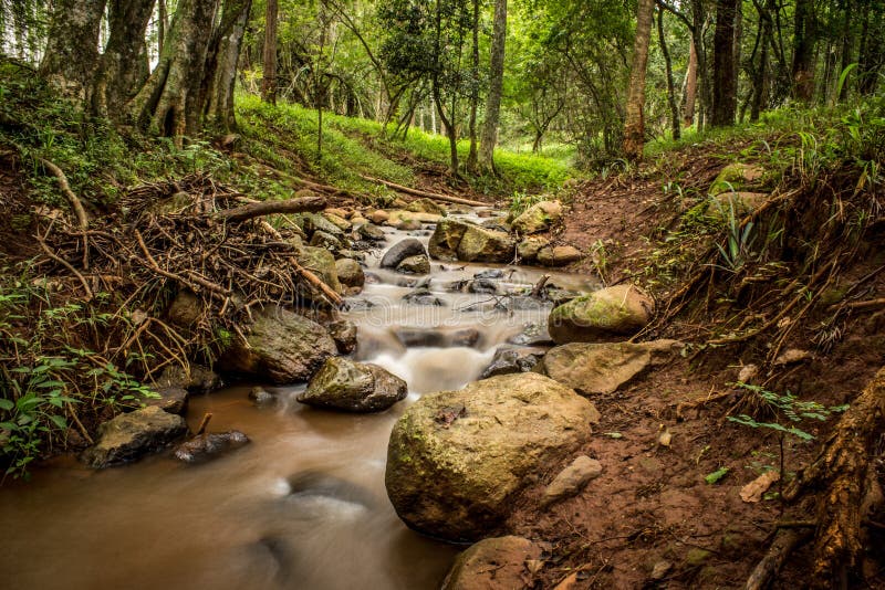 Stream Running through the Forrest Stock Photo - Image of watercourse ...
