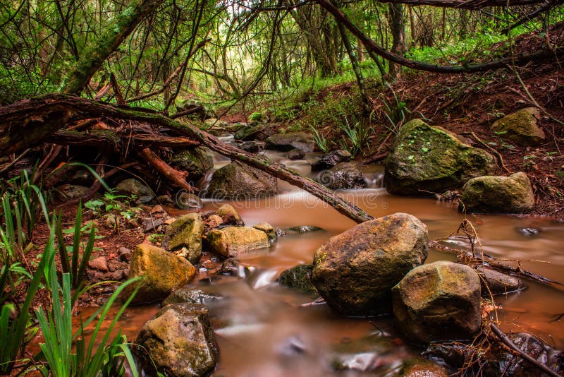 Stream Running in the Forrest with Green Trees and Plants Stock Image ...