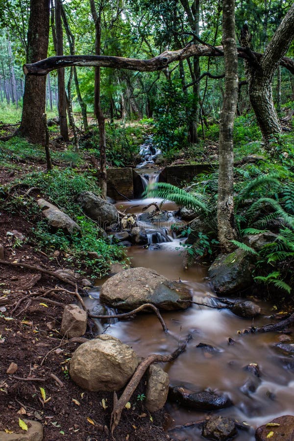 Stream Running Over Rocks in a Forrest Stock Image - Image of ...