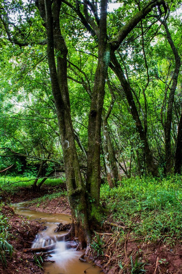 Stream Running through a Forrest with Green Trees Stock Photo - Image ...