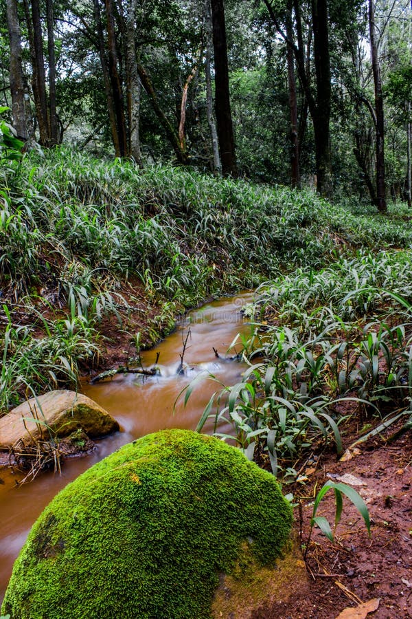 Stream in a green forrest stock image. Image of leaf - 180081713
