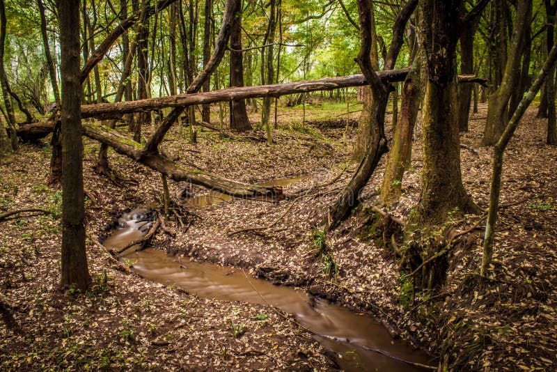 Stream Running through Forrest with Trees and a Fallen Tree Stock Photo ...