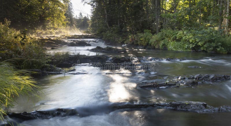 Stream Running through a Thick Forest in Maine Stock Image - Image of ...