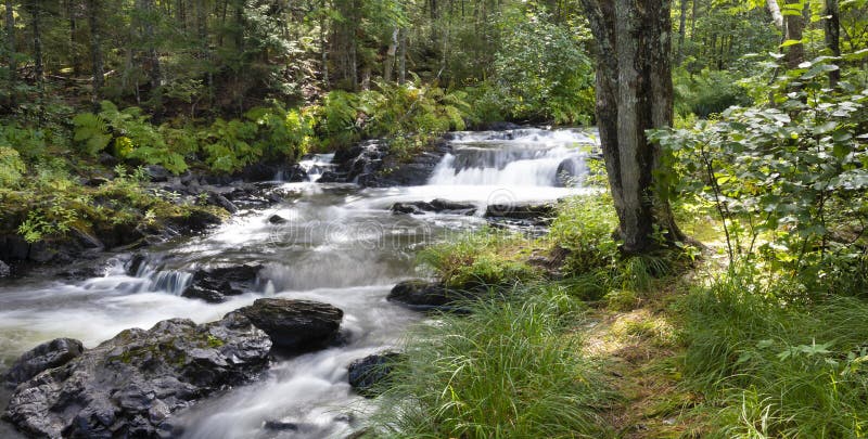 Stream Running through a Thick Forest in Maine Stock Image - Image of ...