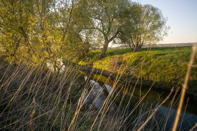 Stream Running with Trees at Sunset in a Colorful Mood Stock Image ...