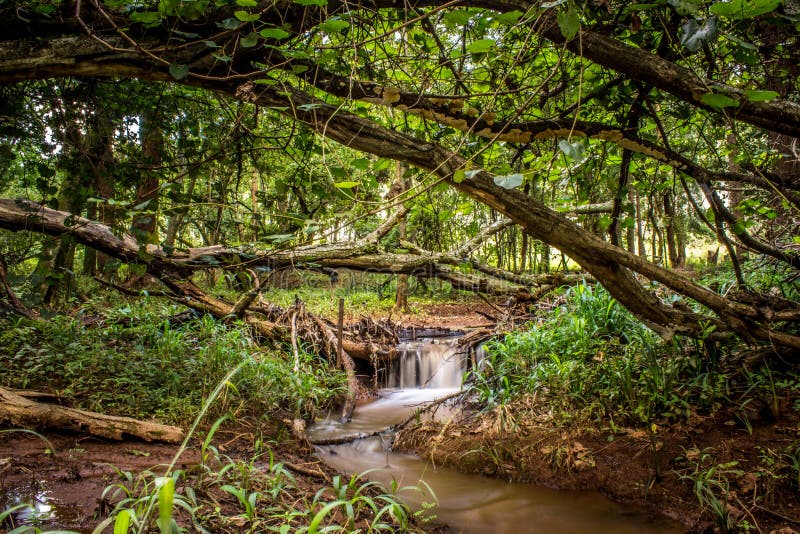 Brancher Stock Photos - Free & Royalty-Free Stock Photos from Dreamstime