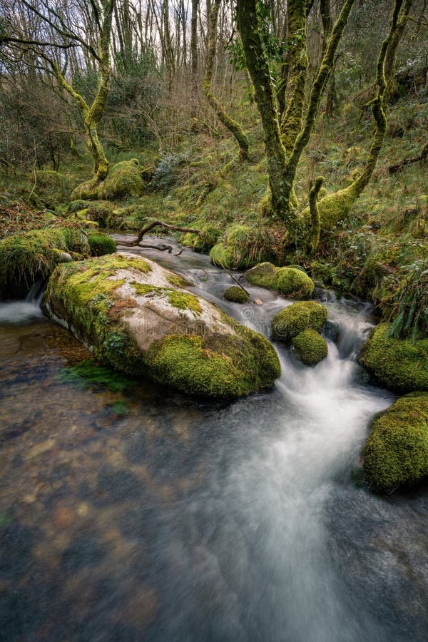 A Stream Runs through a Forest between Old Mossy Trees Stock Image ...