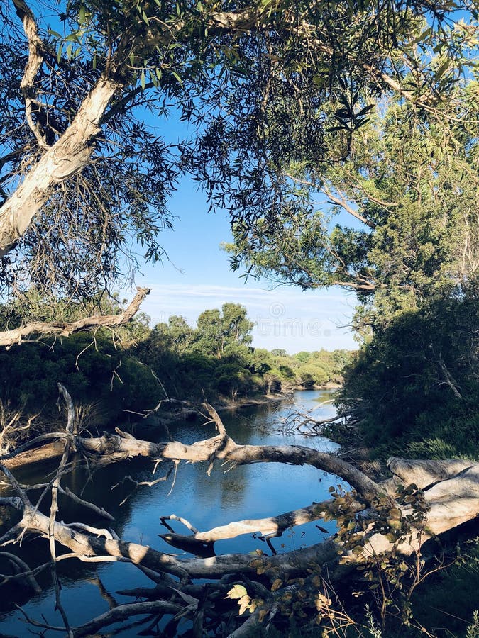 Stream stock photo. Image of stream, overhanging, branches - 145556414