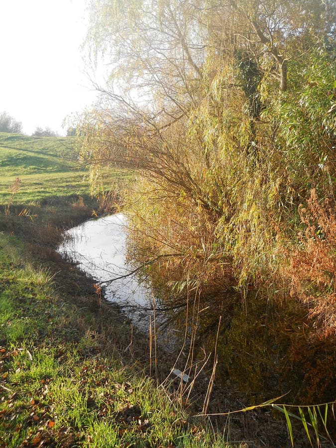 A Stream between Meadow and Groves Stock Photo - Image of grasslands ...