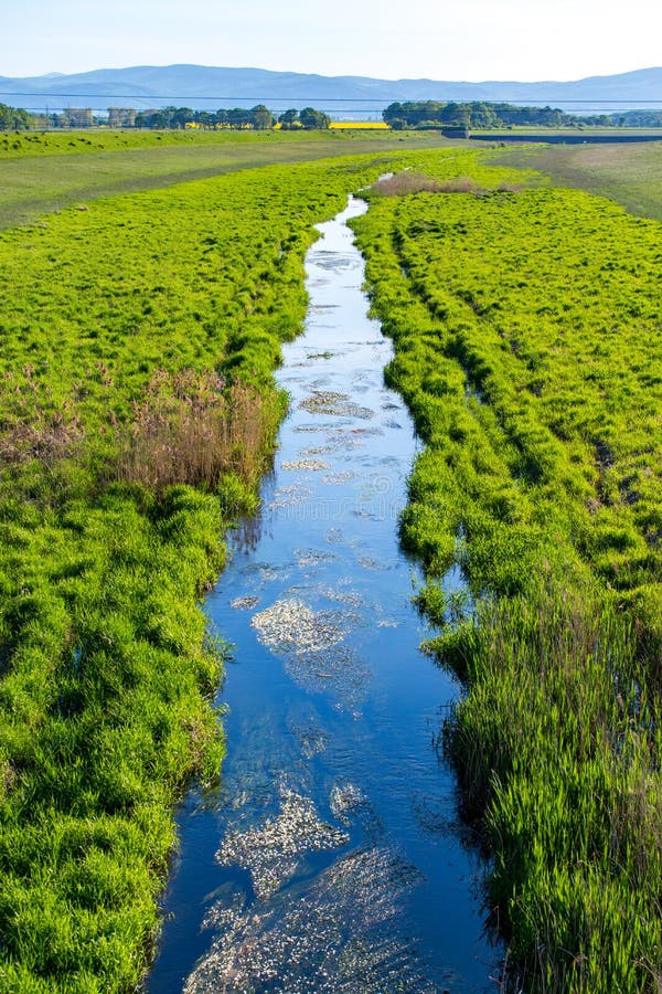 Stream stock image. Image of forest, grass, flora, green - 56514503