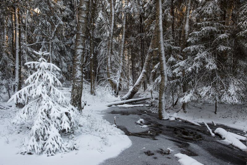 Stream in a Snowy Winter Dark Forest Stock Photo - Image of landscape ...