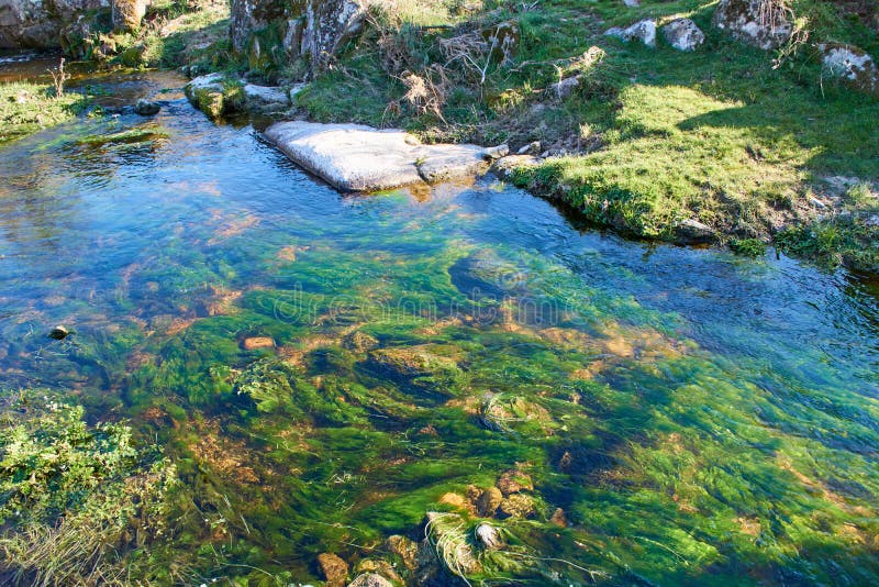 Stream in Spring with Crystal Clear Water and Natural Algae Stock Image ...