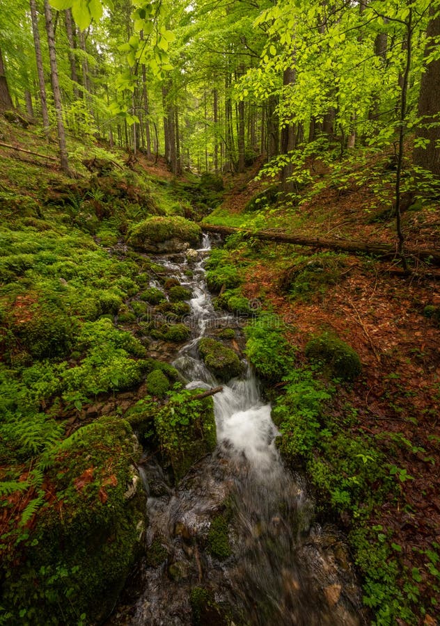 Stream in the Spring Forest is Full of Water after the Heavy Rain Stock ...