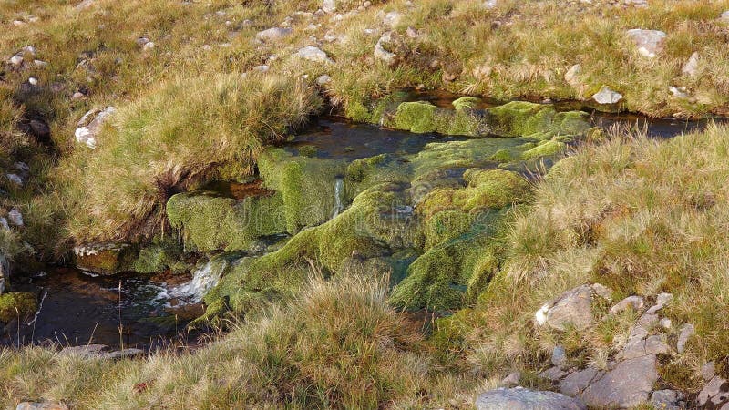 Stream with Stones Covered by Green Algae Stock Photo - Image of ...