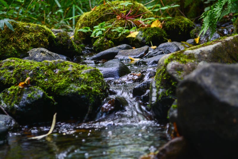 Stream and Stones. Forest River Stock Photo - Image of forest ...
