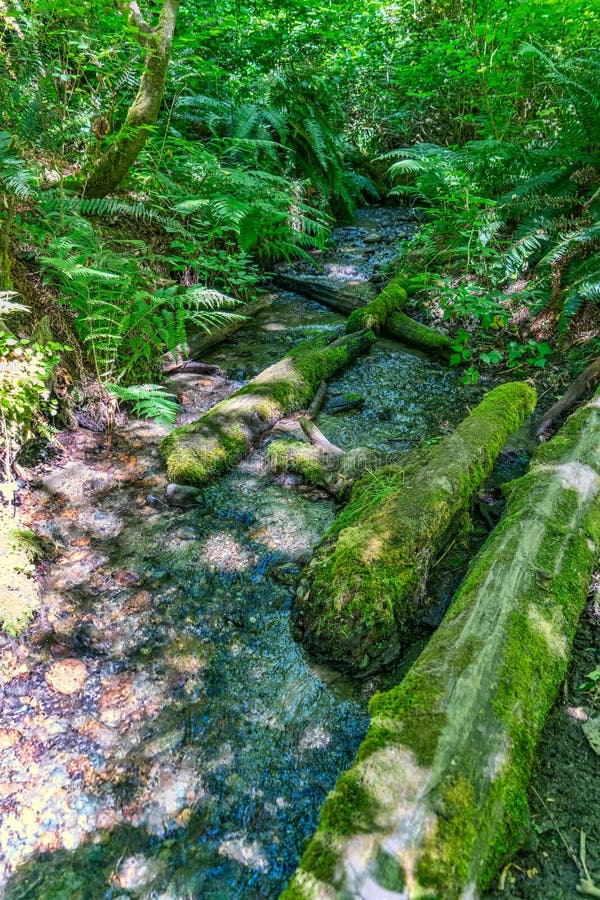 Ocean Park Stream 2 stock photo. Image of trees, washington - 287681824