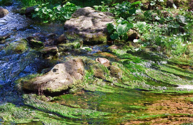 Stream in summer forest stock photo. Image of forest - 11651866