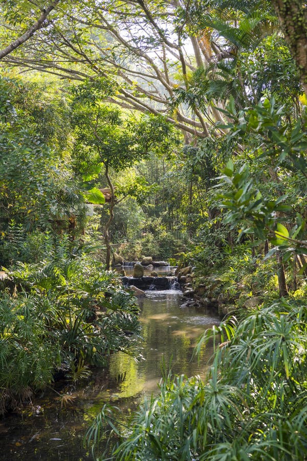A Stream Surrounded by Trees Stock Image - Image of trunk, tree: 170555081